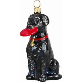 Lab Black with Flying Disc - CLEARANCE